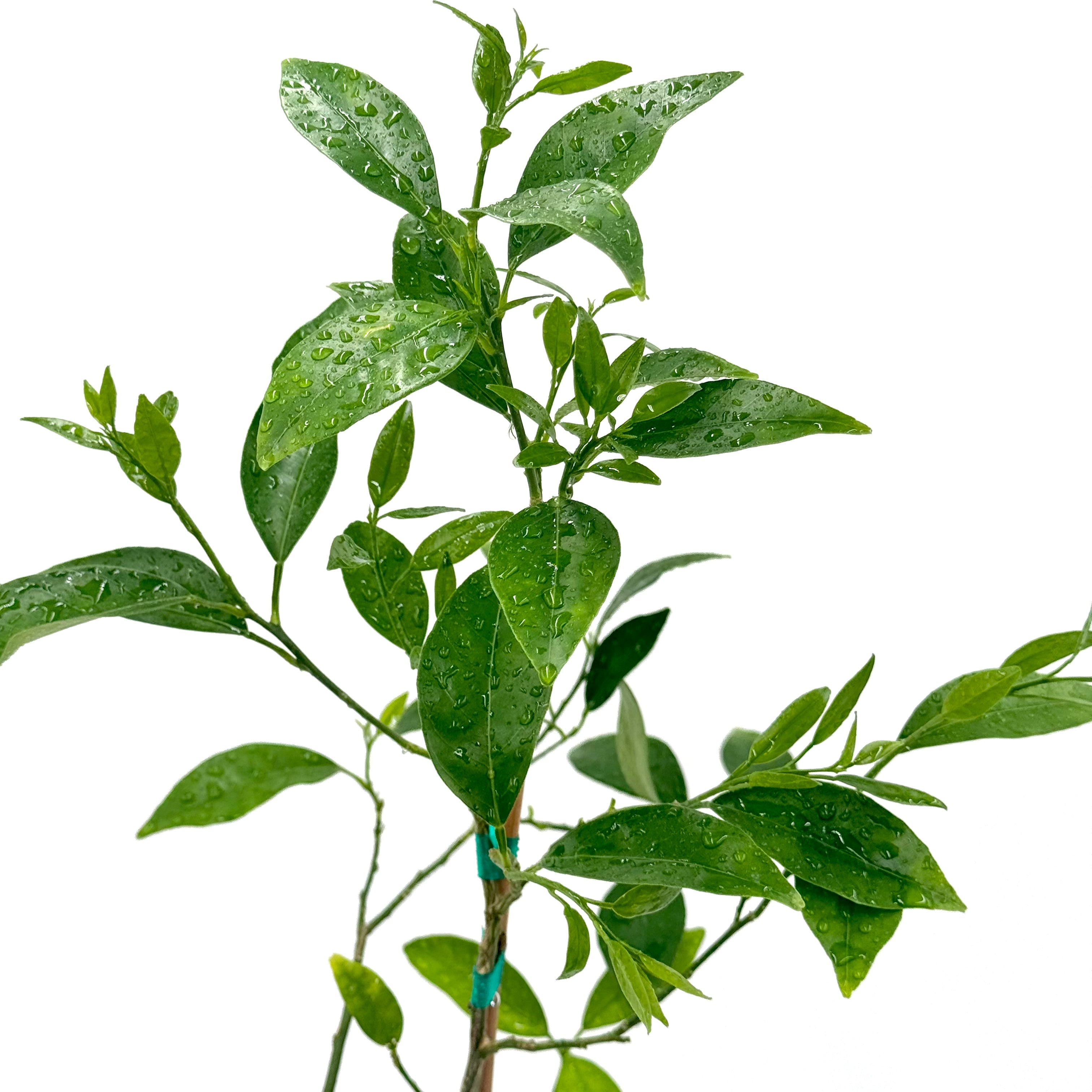 Buy Premium Citrus Trees Online | US Citrus Nursery