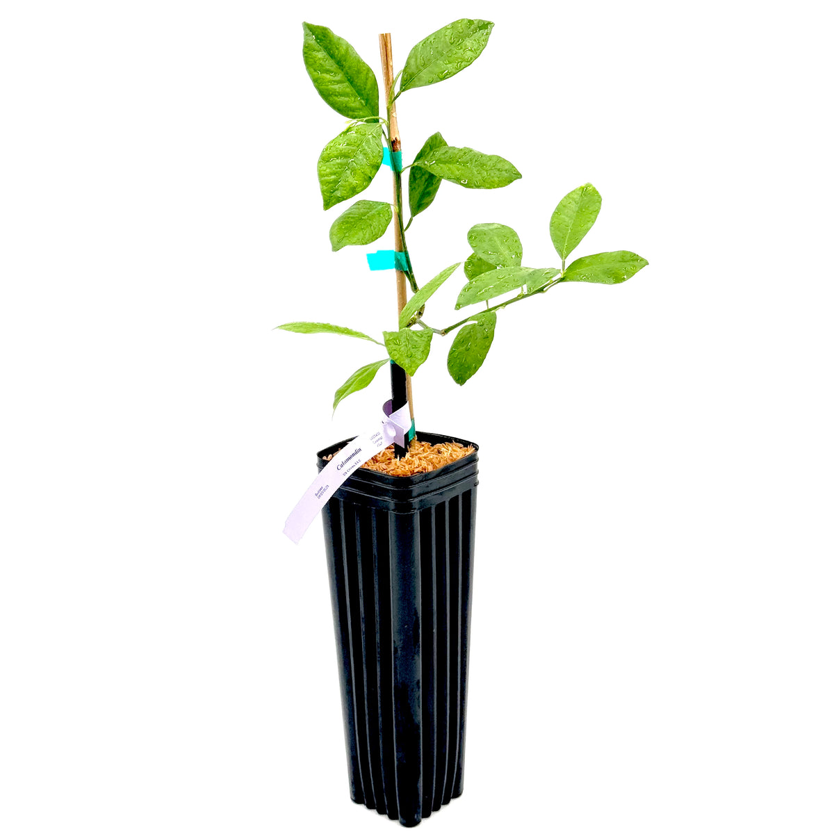 Calamondin Tree – US Citrus Nursery