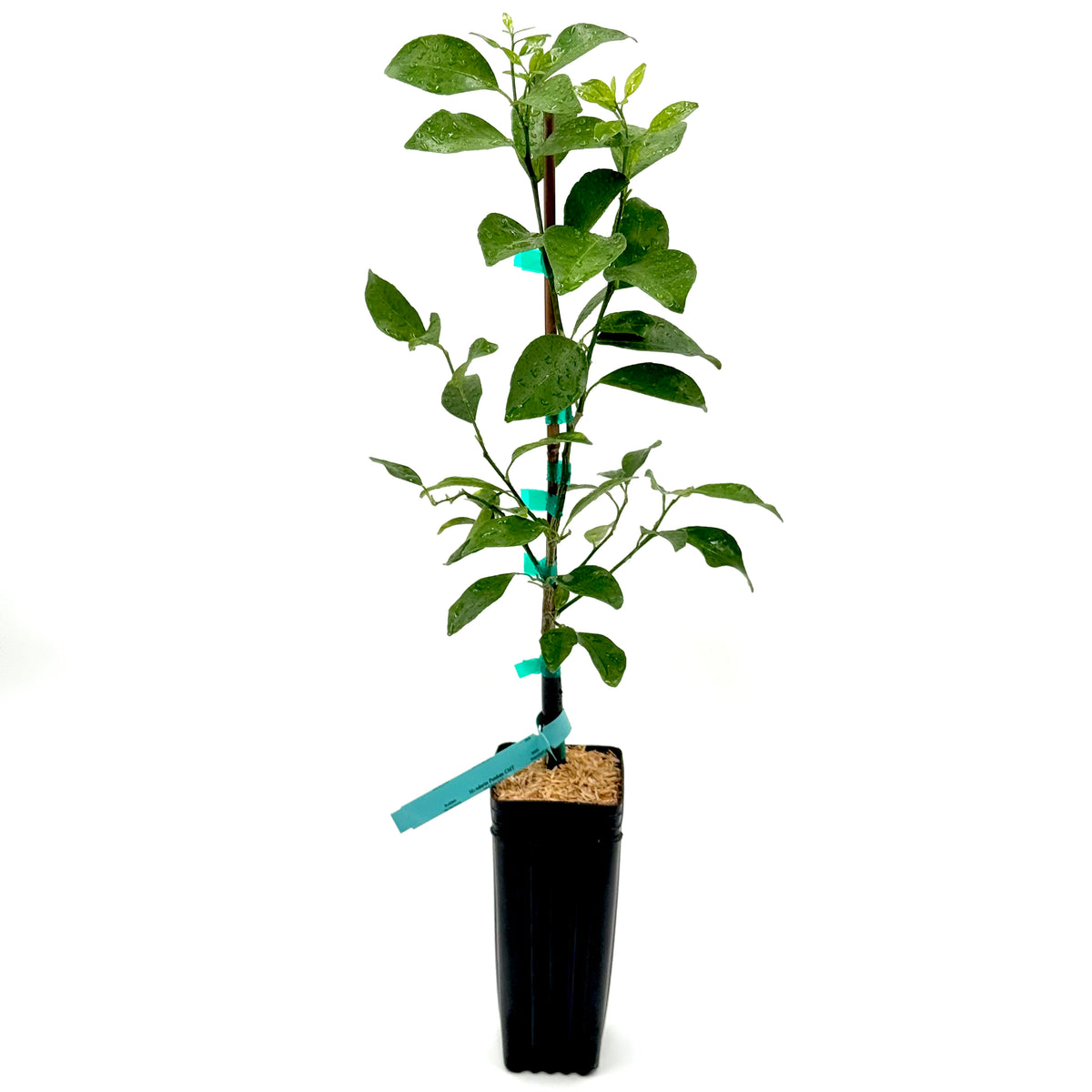 Ponkan Mandarin Tree – US Citrus Nursery