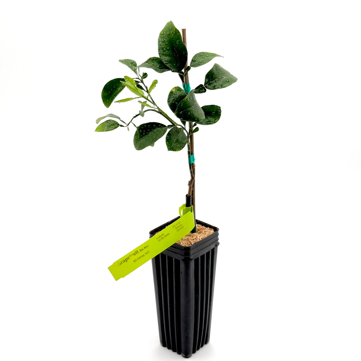 Rio Red Grapefruit Tree – US Citrus Nursery