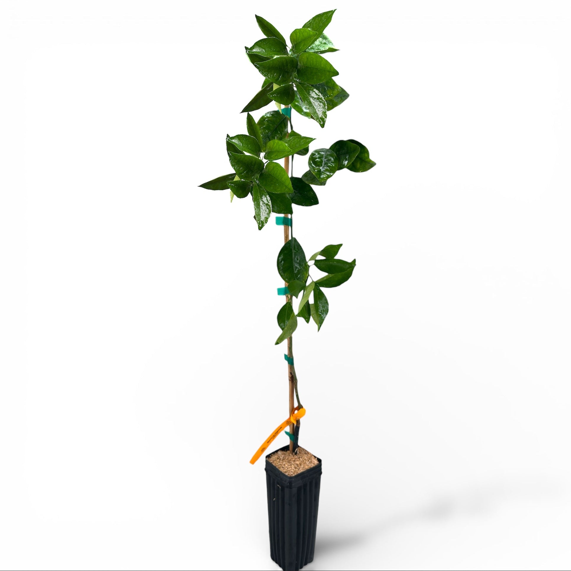 Sanguinelli Blood Orange Tree – US Citrus Nursery