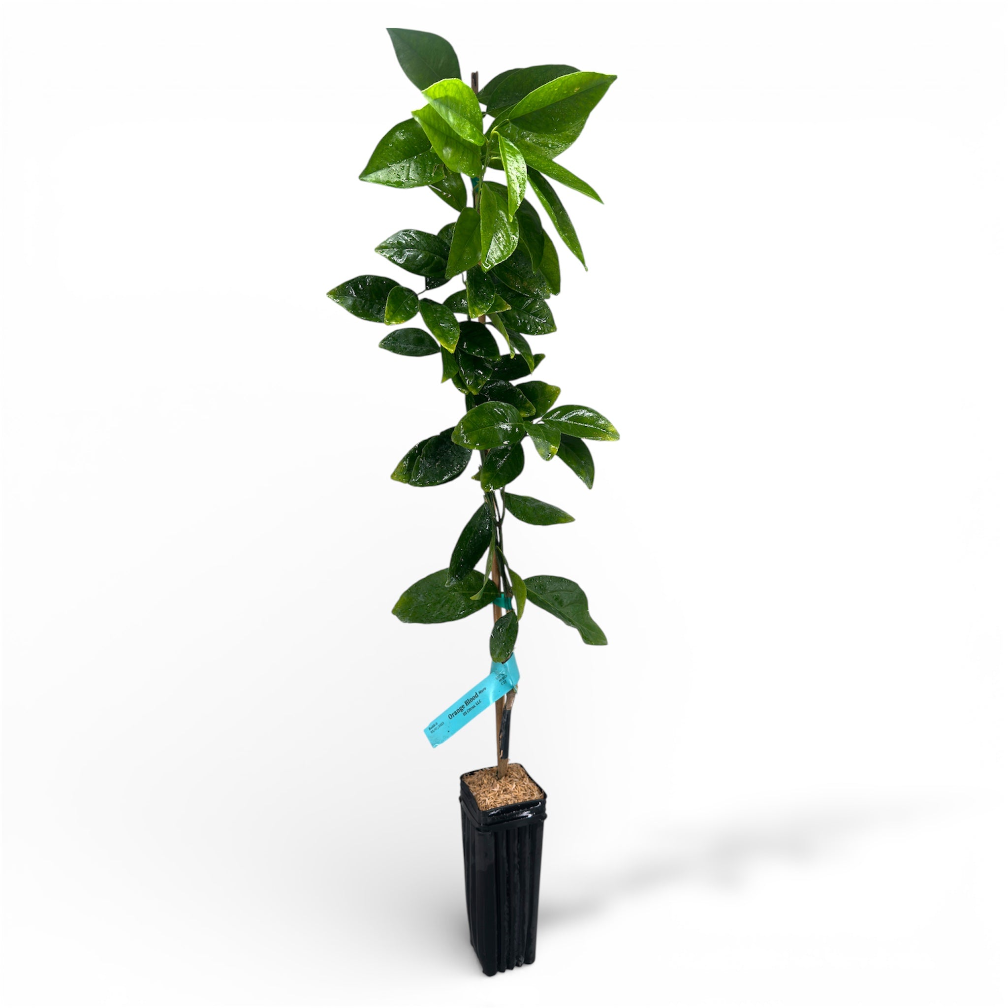 Moro Blood Orange Tree – US Citrus Nursery
