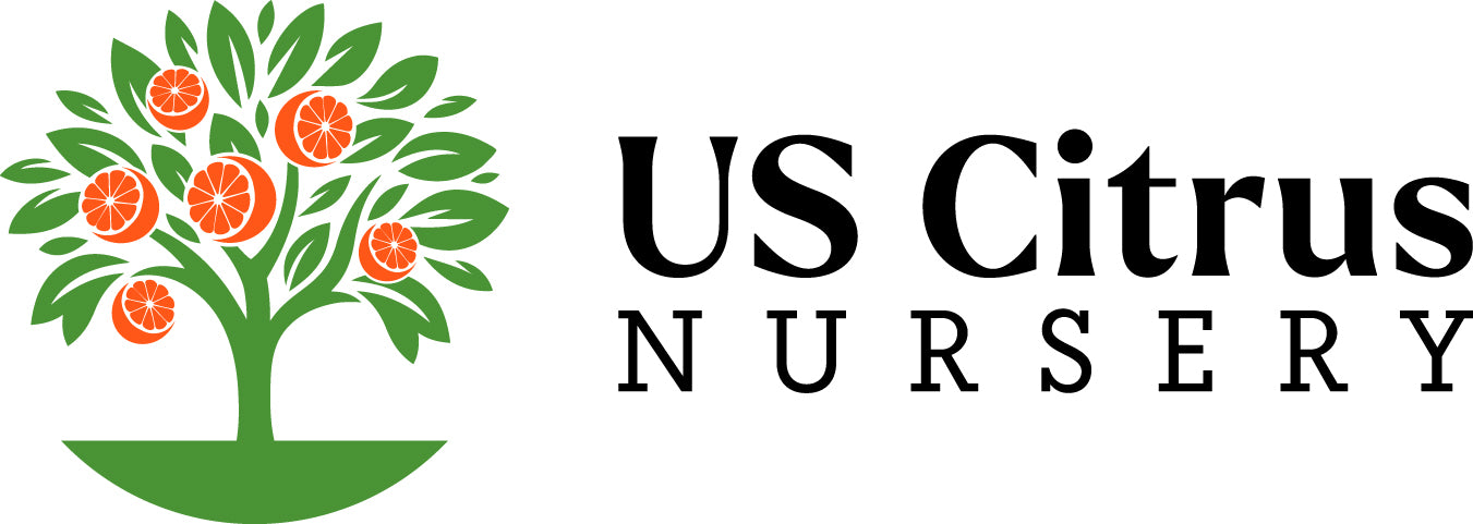 Tarocco Blood Orange Tree, Italy's Beloved Sweet Blood Orange with Anc ...